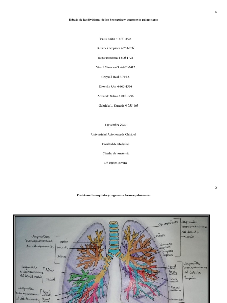 Dibujo de Las Divisiones de Los Bronquios y Segmentos Pulmonares | PDF