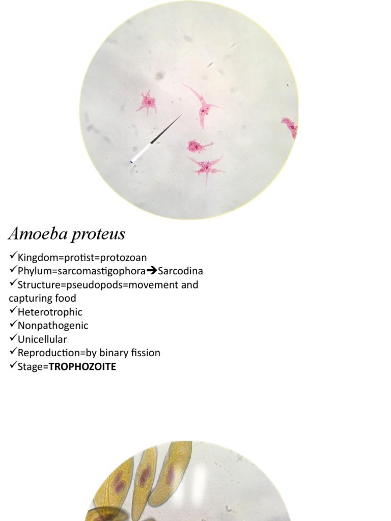 Micro Lab Test 1 | PDF | Organisms | Clinical Medicine