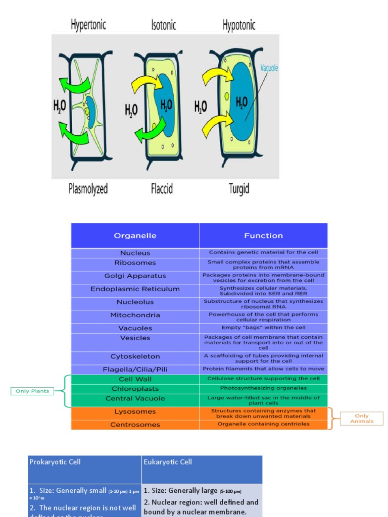 Bio Flowchart | PDF