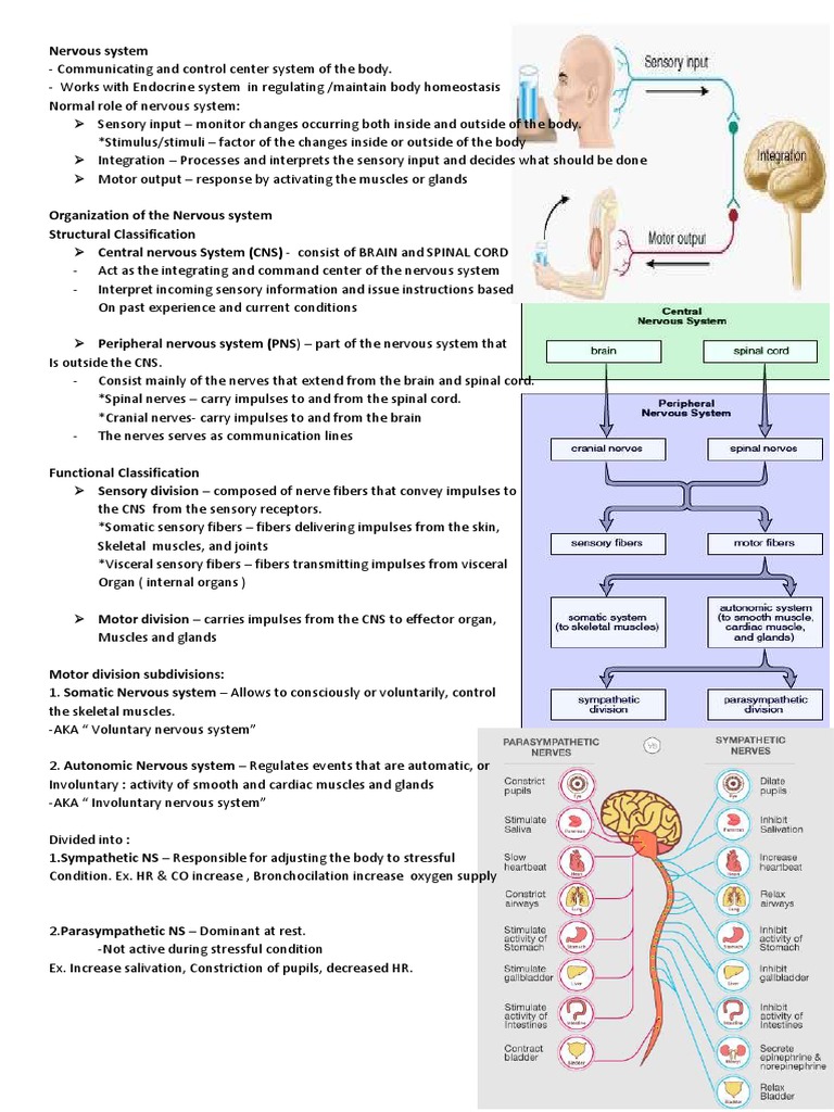 Nervous System Part 1 | PDF | Nervous System | Neuron