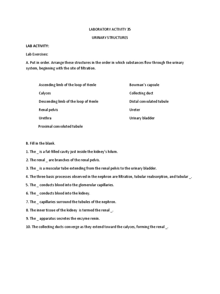 Lab Exercise 35 Urinary Structures | PDF | Science & Mathematics