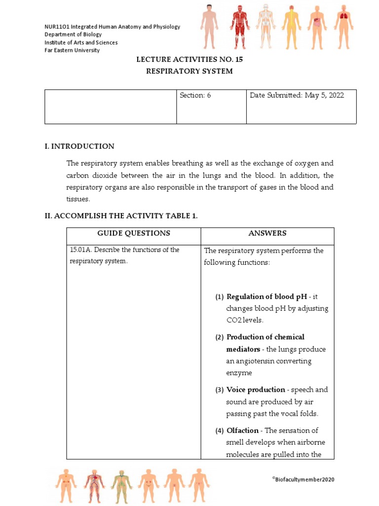 Lec Activity15 Respiratory System 185522379 | PDF | Lung | Respiratory ...