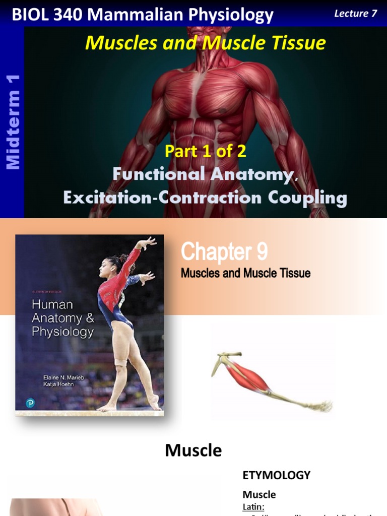 Muscles and Muscle Tissue: Functional Anatomy, Excitation-Contraction ...