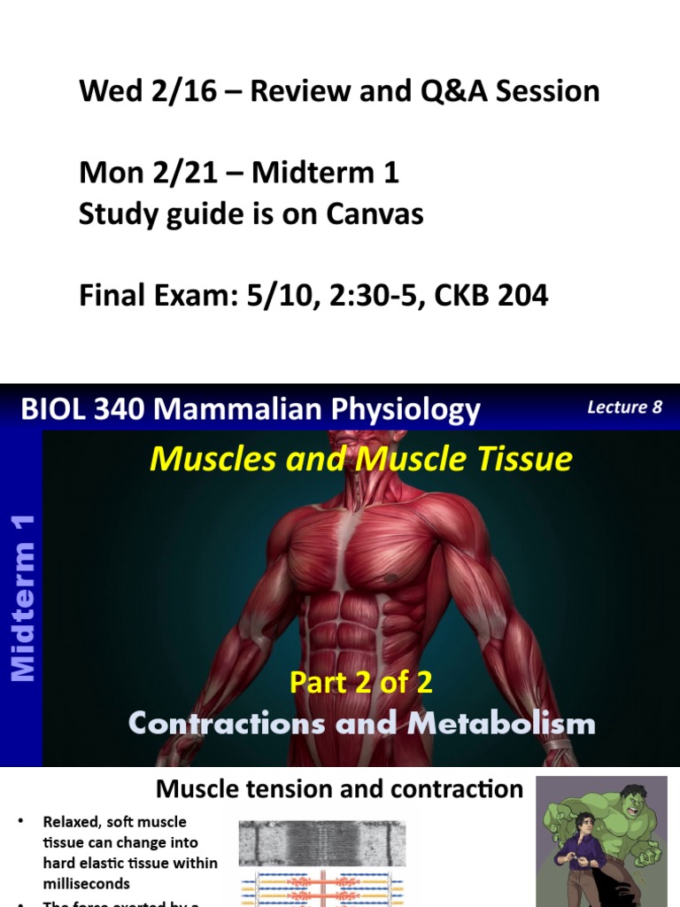 Muscle Tension and Contraction Dynamics | PDF | Muscle Contraction ...