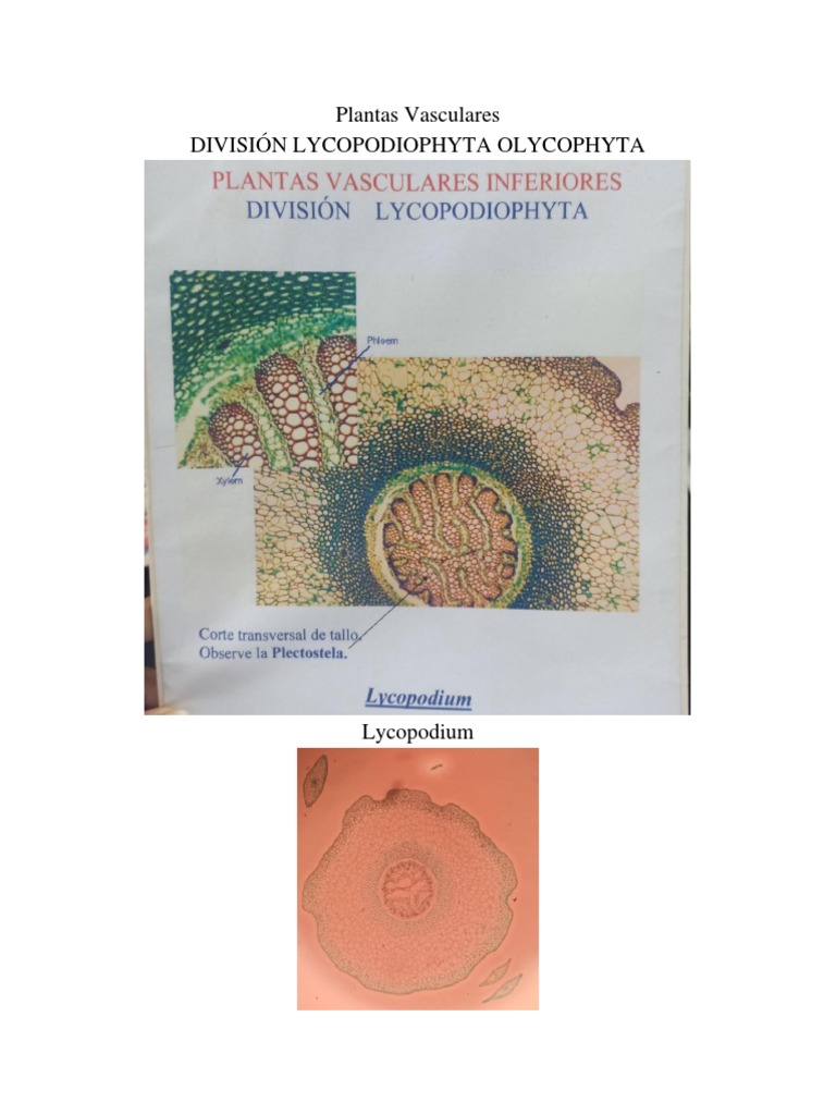 División Lycopodiophyta y Plectostela | PDF | Cocina, comidas y vino ...