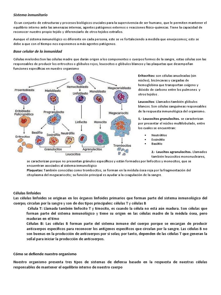 Sistema Inmunitario | PDF | Sistema inmune | Leucocito