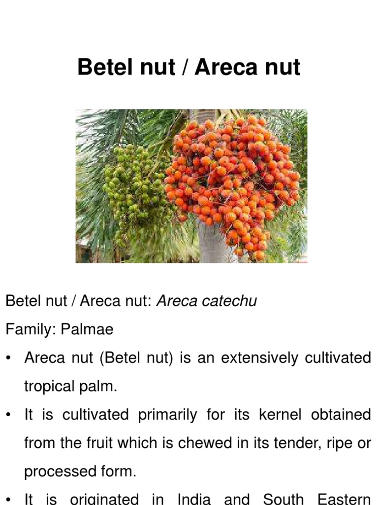 Betel Nut | PDF | Seed | Sowing