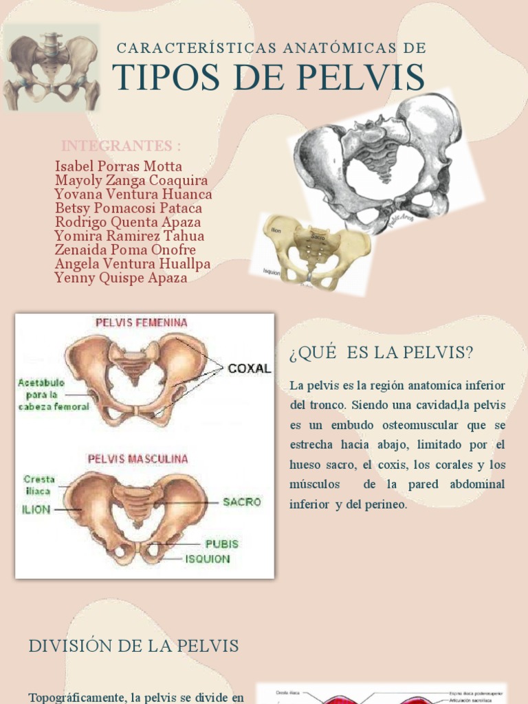 Tipos de pelvis y sus características | PDF | Pelvis | Sistema ...