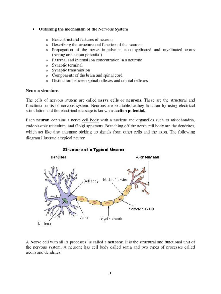Nervous System | PDF | Neuron | Action Potential