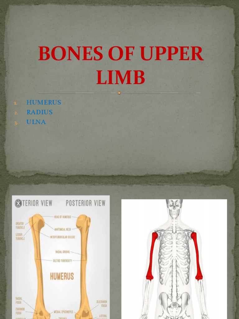 Upper Limb Bone Anatomy Overview | PDF | Musculoskeletal System | Limbs ...