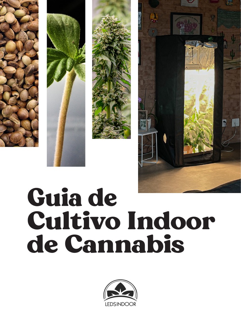 Guia completo para cultivo indoor de cannabis: desde a preparação do ... Guia completo para cultivo indoor de cannabis: desde a preparação do ...