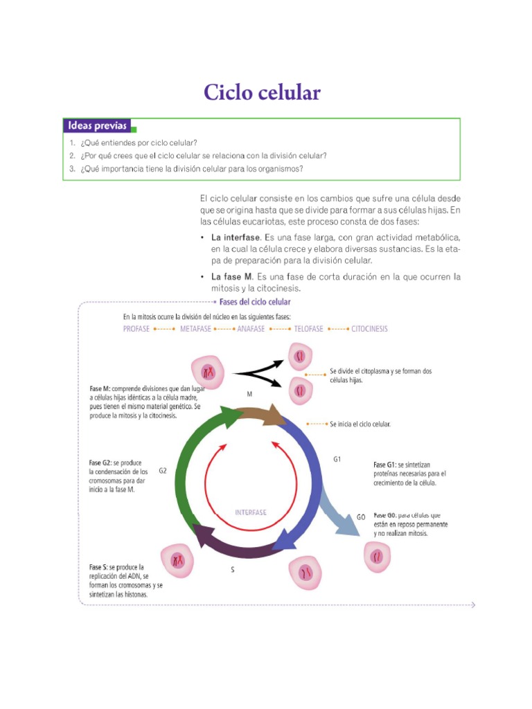 Ciclo Celular | PDF