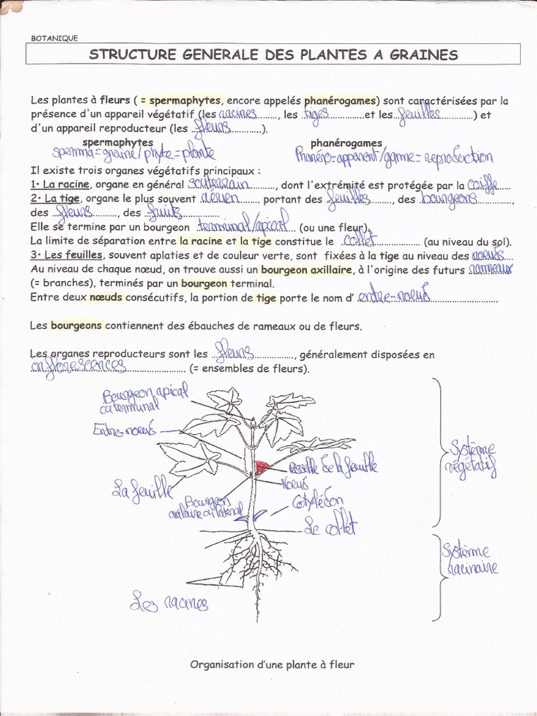 Cours Botanique CAP | PDF