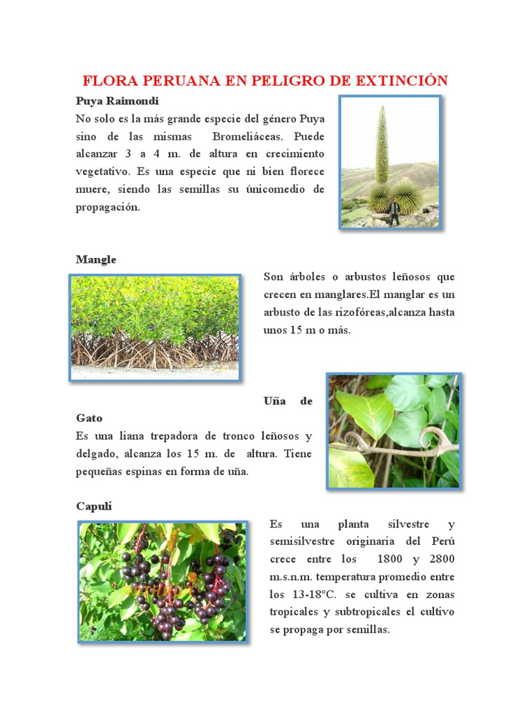 Flora Peruana en Peligro de Extinción | PDF | Organismos | Plantas