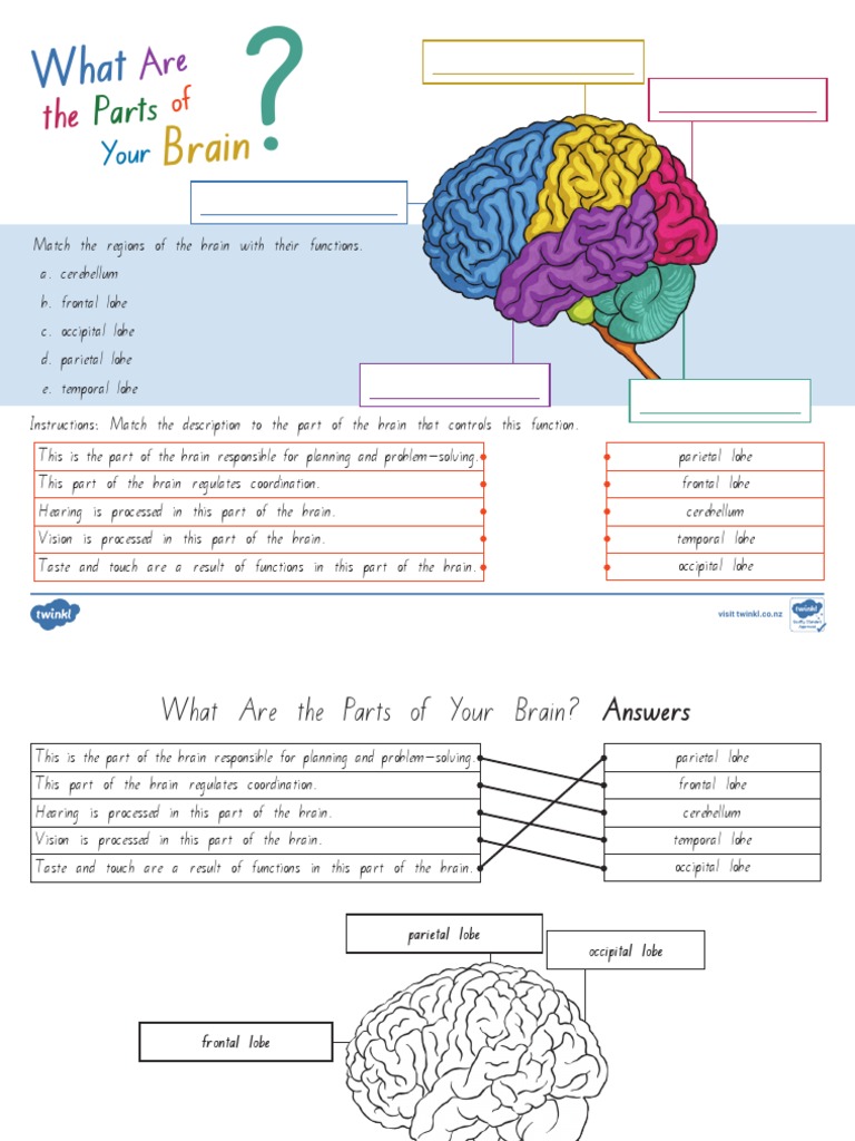 Parts of The Brain Labelling Activity Ver 1 | PDF
