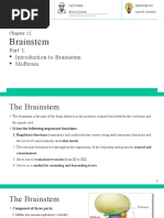 Brain Stem | PDF | Brainstem | Neuroscience