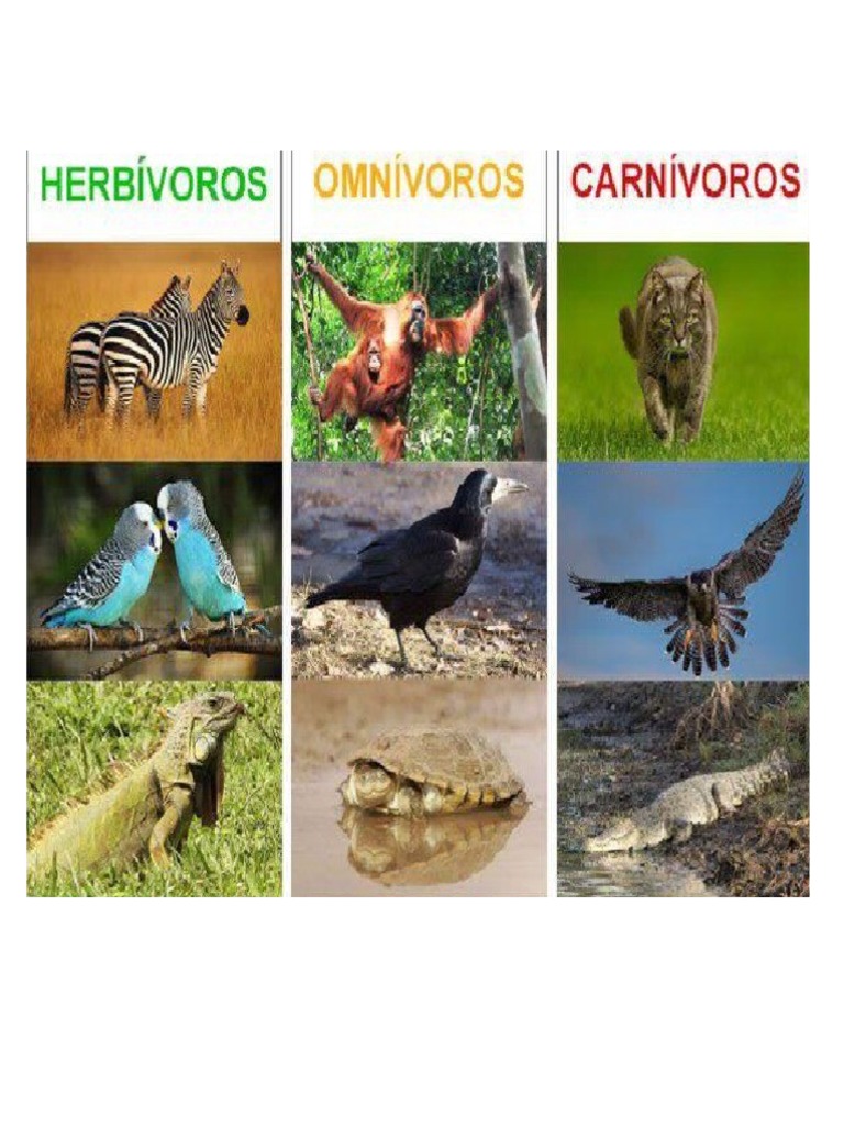 Animales Carnivoros, Herbivoros y Omnivoros | PDF