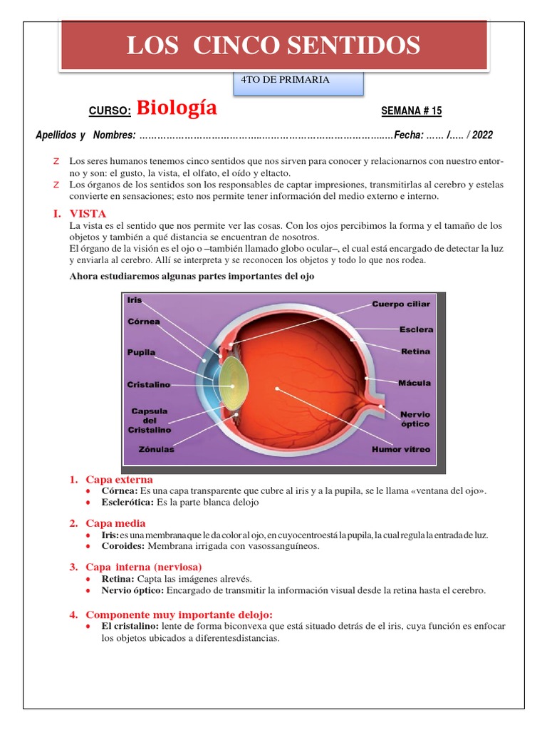 Los Cinco Sentidos para Cuarto de Primaria | PDF | Percepción visual | Oído