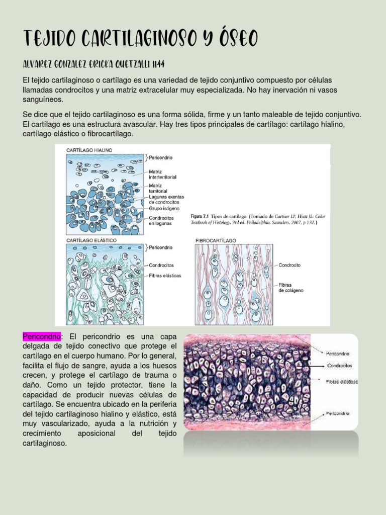 Sistema Oseo Descargar Gratis Pdf Cartílago Hueso