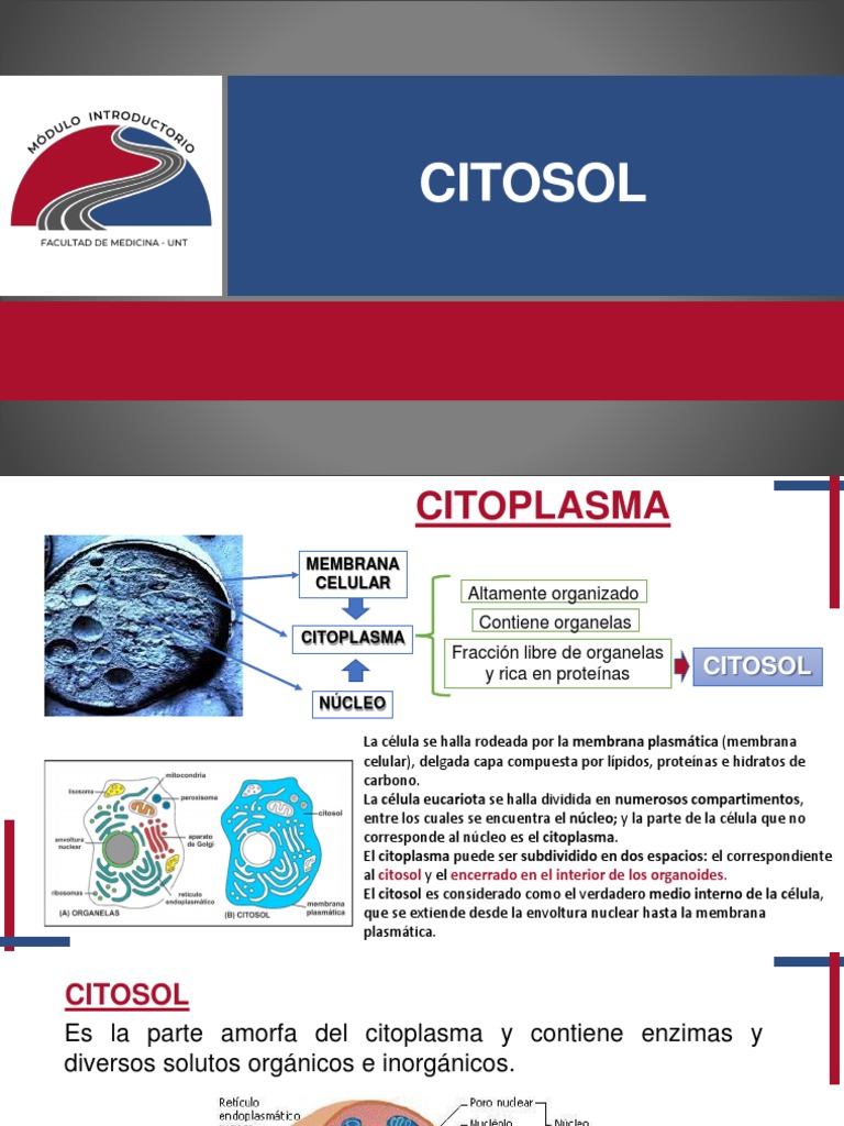 Citoplasma Citosol Sin Audio | PDF | Biología Celular) | Citoplasma