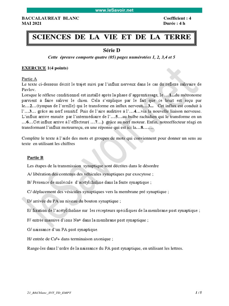21 Bacblanc SVT TD Empt | PDF | Synapse | Acétylcholine