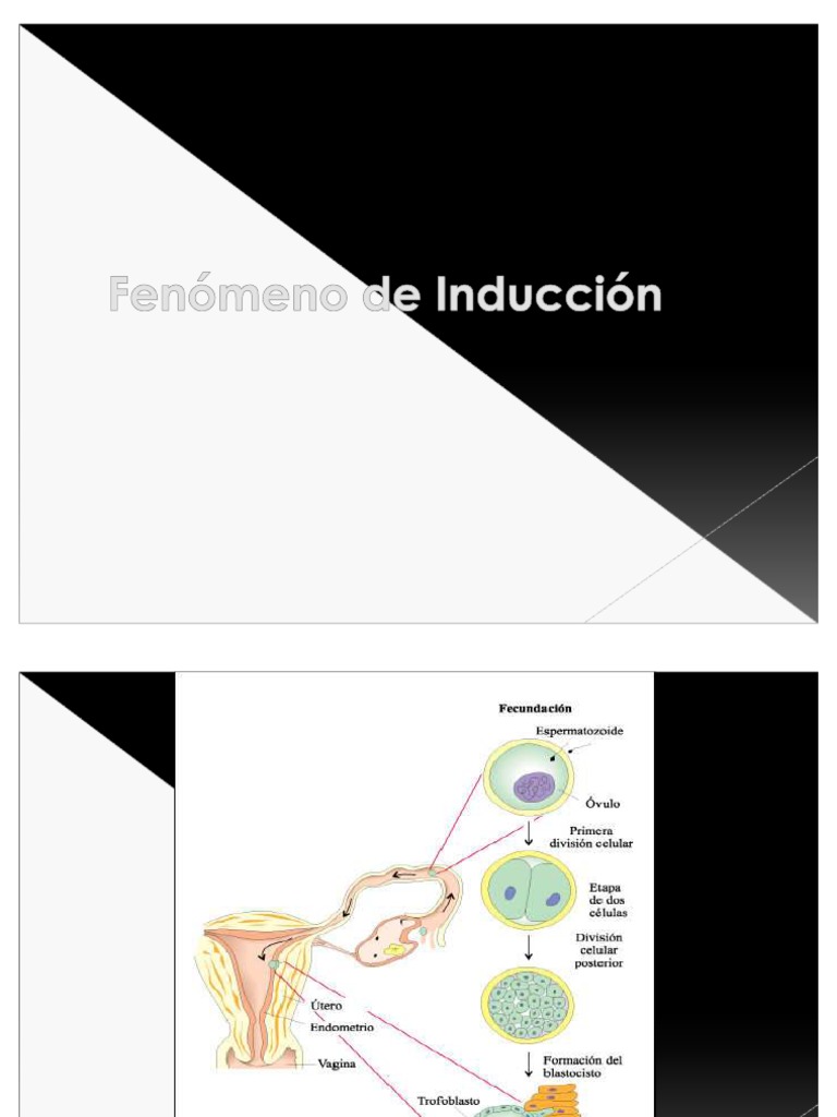 Inducción Celular | Morfogénesis | Célula (Biología)