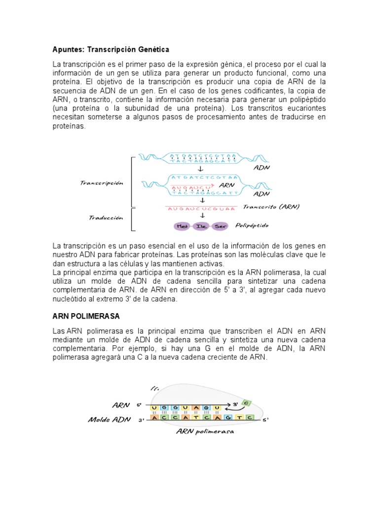 La transcripción genética: del ADN al ARN | PDF | Rna | Adn