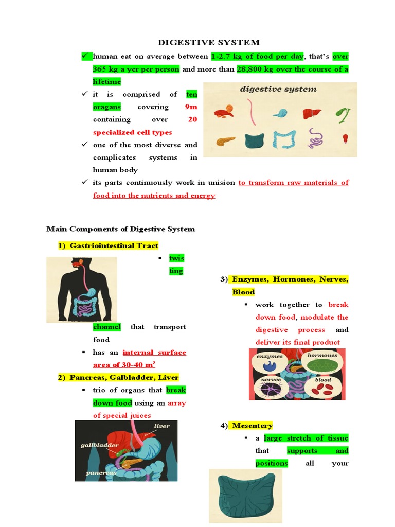Digestive System: 9m 20 Specialized Cell Types | PDF | Human Digestive ...