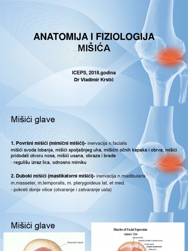 Anatomija i Fiziologija Mišića Dr Krstic Vladimir | PDF