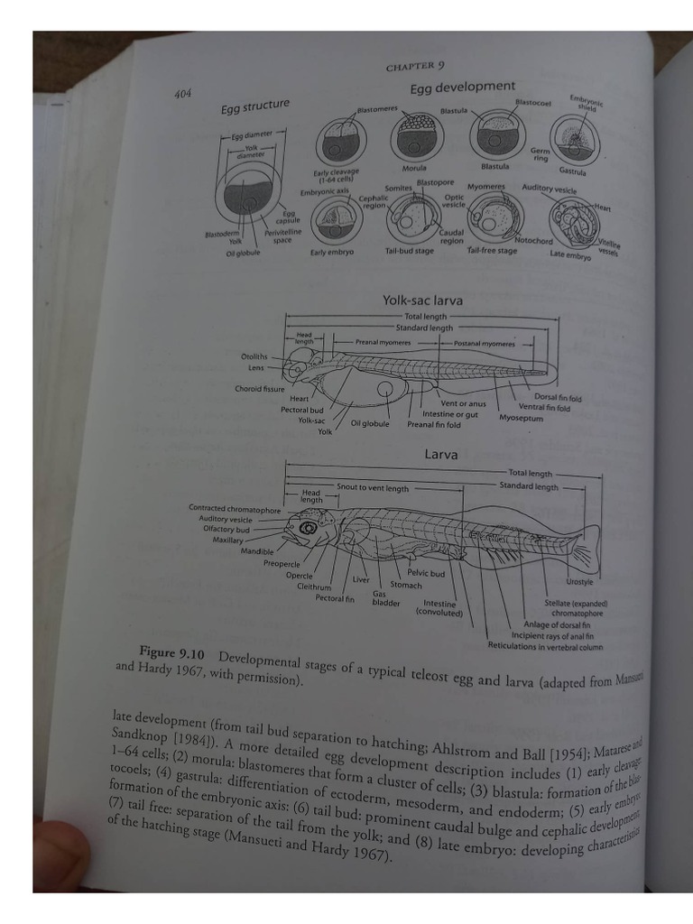 Fish Egg and Larvae Identification | PDF