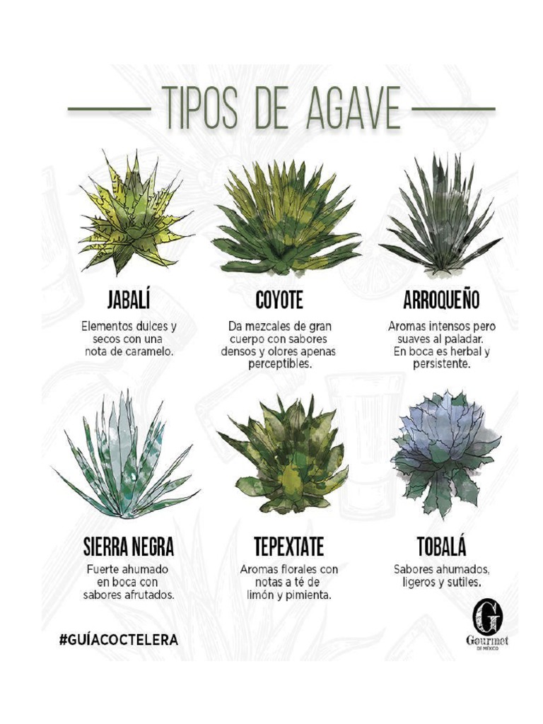 Tipos de Agave | PDF