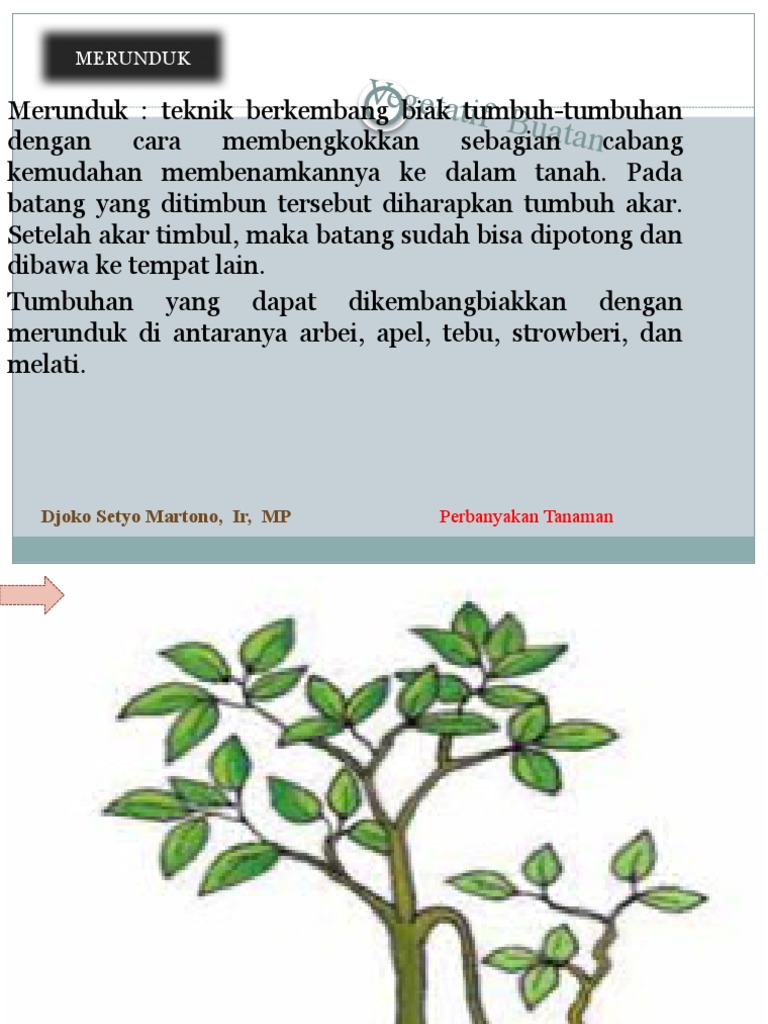 Vegetatif Buatan Merunduk | PDF