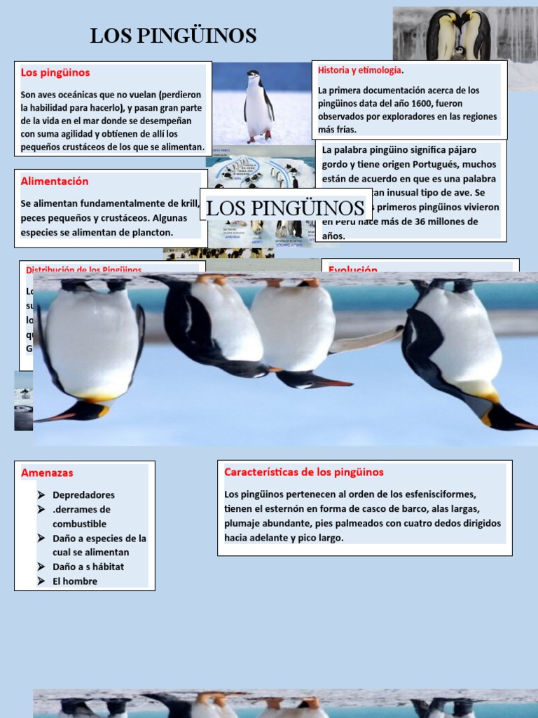 Folleto Los Pinguinos | PDF | Pingüino | Aves