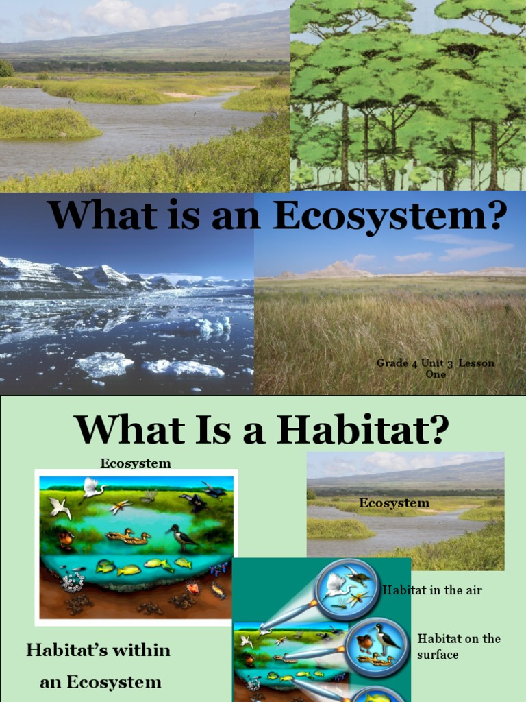 Grade 4 Unit 3 Lesson 2 What Is An Ecosystem | PDF