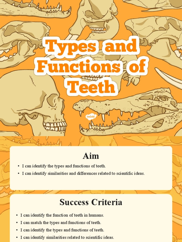 Lesson Presentation Types and Functions of Teeth (1) | PDF | Tooth ...