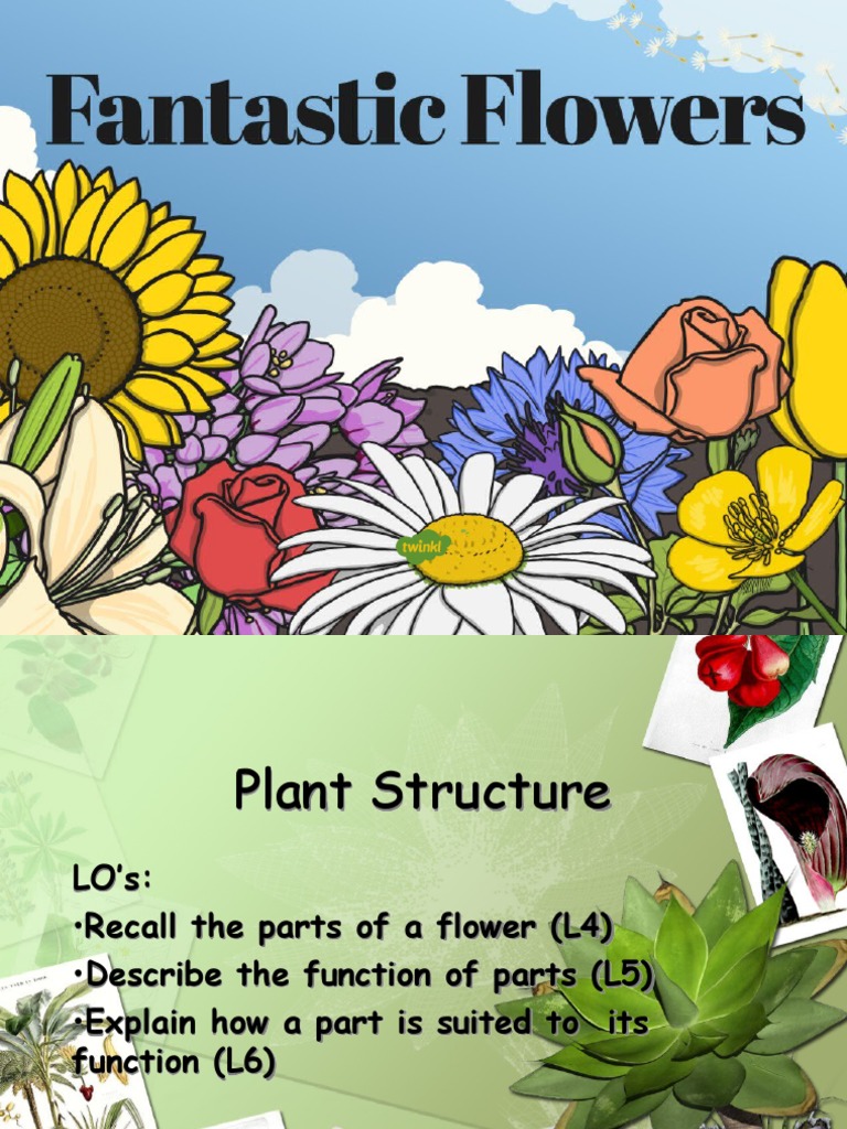 All About Flowers WEEK 2B | PDF | Flowers | Botany