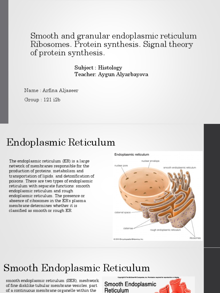 Smooth and Granular Endoplasmic Reticulum Ribosomes | PDF | Endoplasmic ...