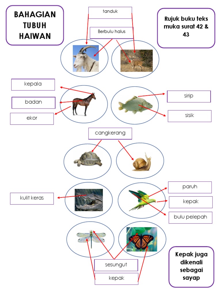 Nota Sains Tahun 1 | PDF