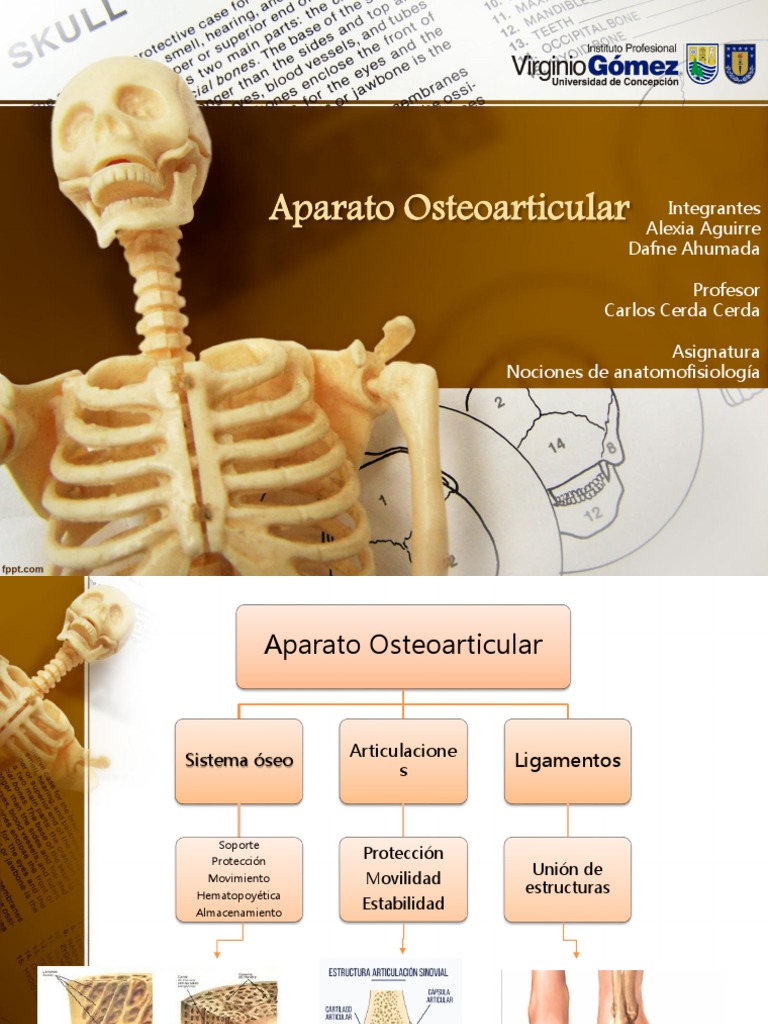 Anatomía del Aparato Osteoarticular | PDF | Articulación | Hueso