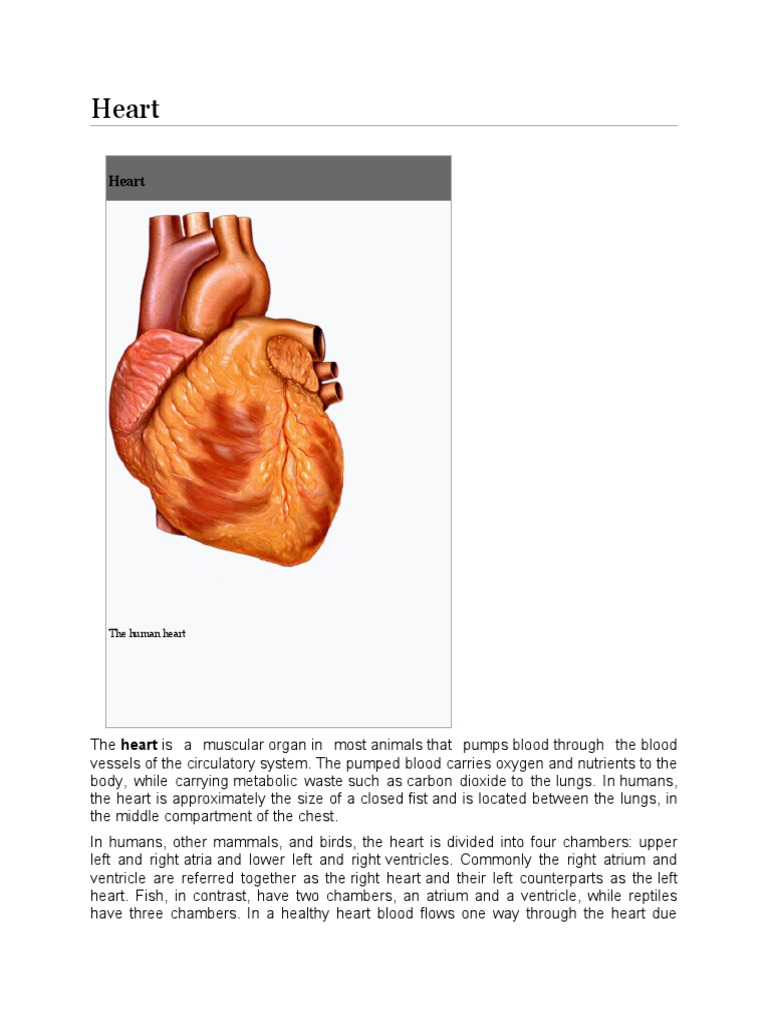 Project Bio | PDF | Heart | Heart Valve