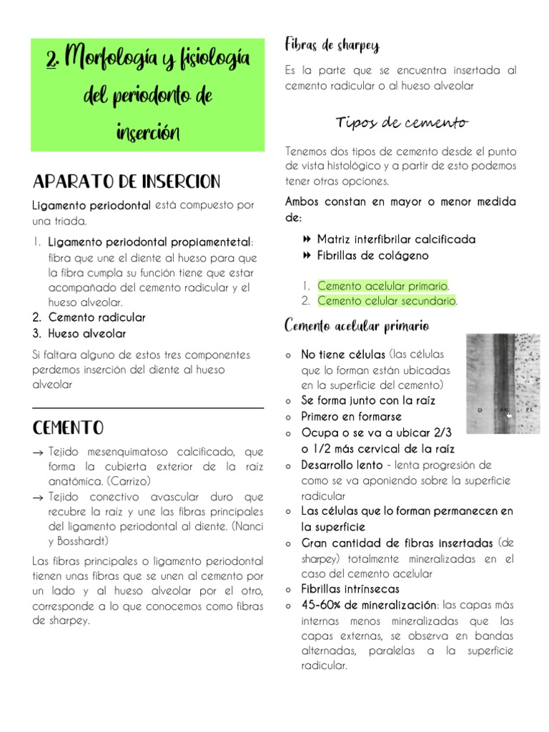 Tipos de cemento radicular: Cemento acelular primario y Cemento celular ...