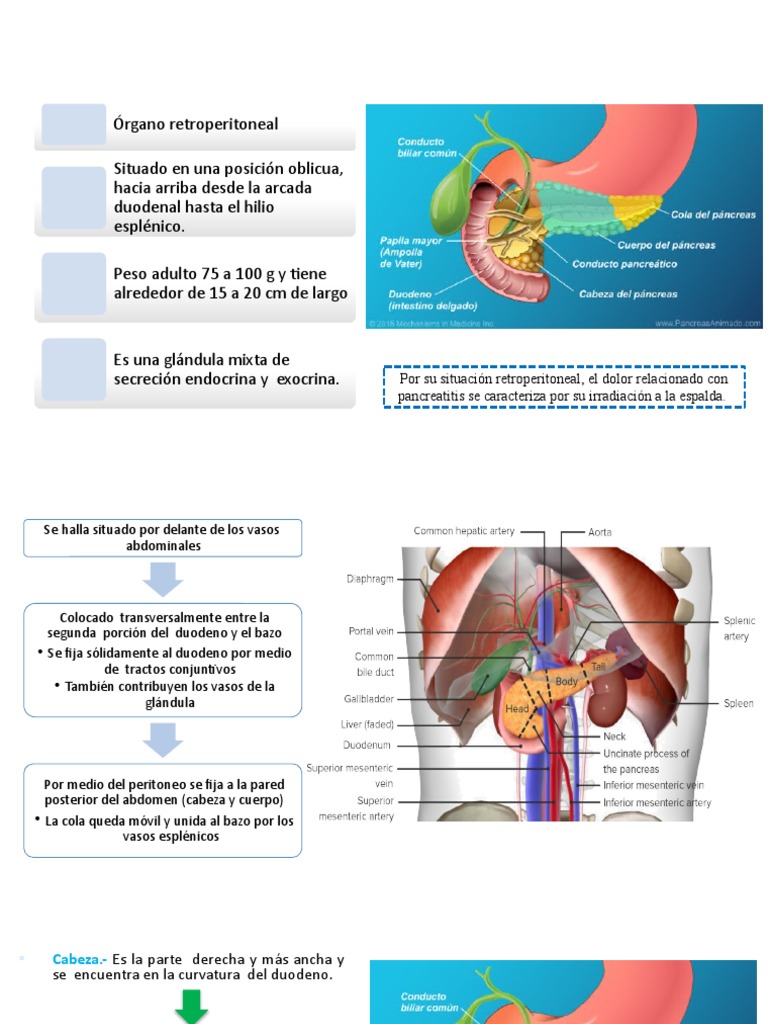 pancreas-anatomia-histologia-y-fisiologia | PDF | Páncreas | Insulina