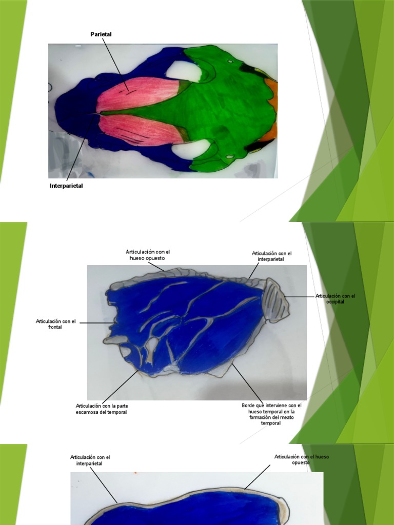 Hueso Parietal, Interparietal y Temporal | PDF | Sistema ...