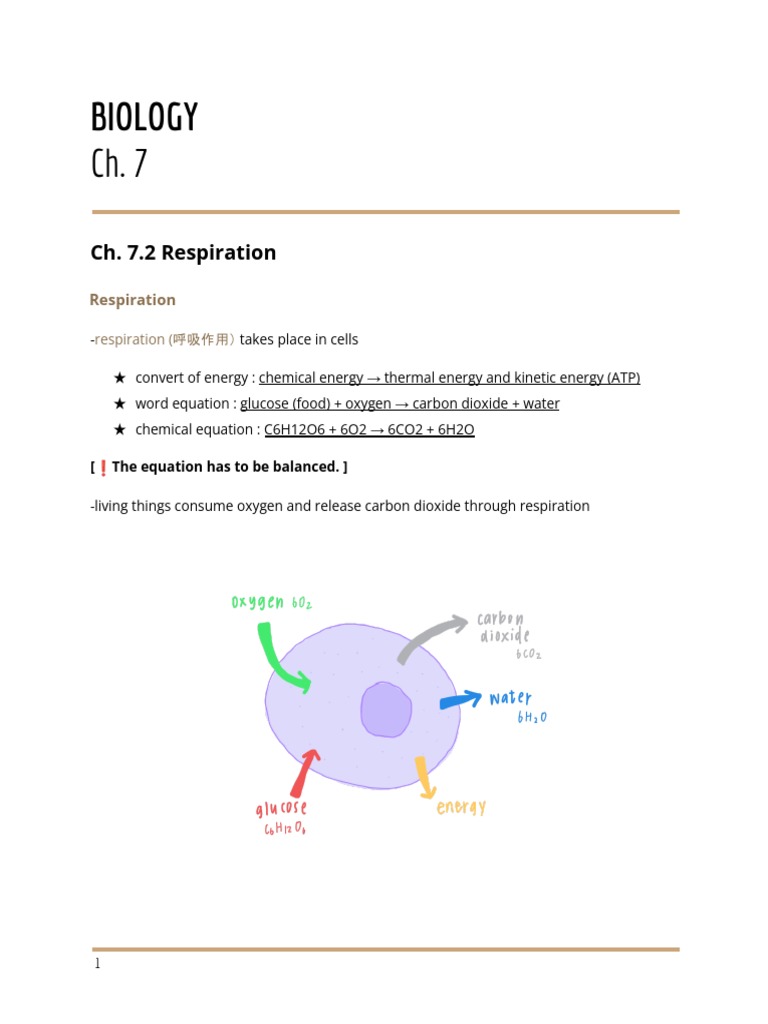Biology Ch. 7 | PDF | Respiratory System | Breathing