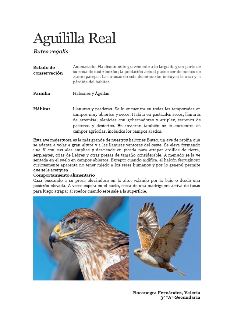 Aguililla Real | PDF