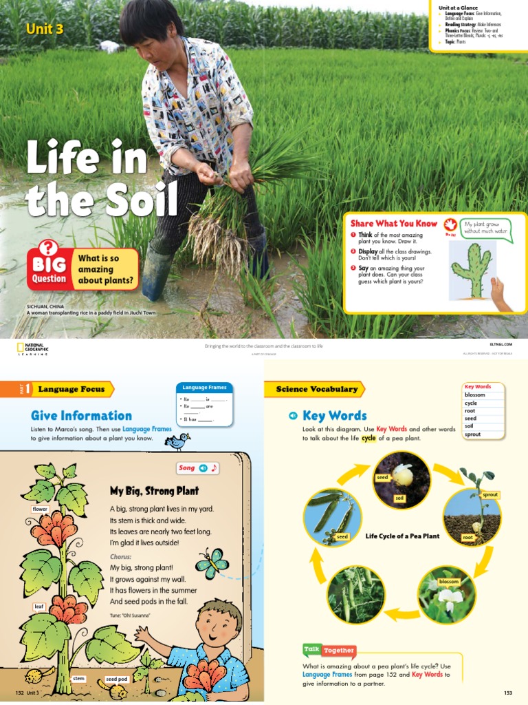 5th Grade Plant Suffix Worksheet | PDF | Plants | Flowers