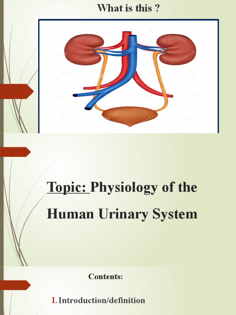 Human Urinary System Overview | PDF | Urinary System | Urinary Bladder