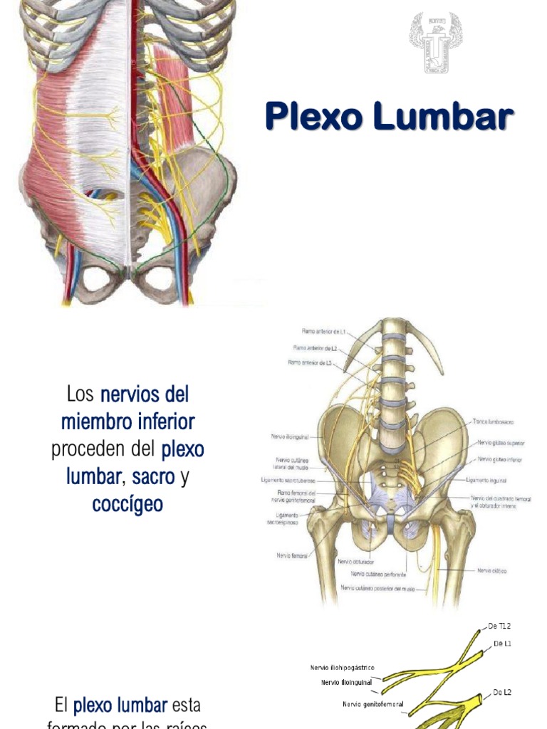 Anatomía del Plexo Lumbar | PDF | Extremidades (anatomía) | Anatomía humana