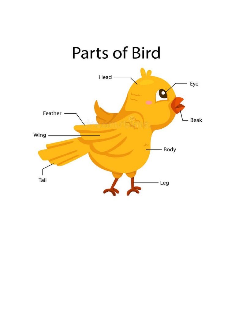 Bird Body Parts | PDF