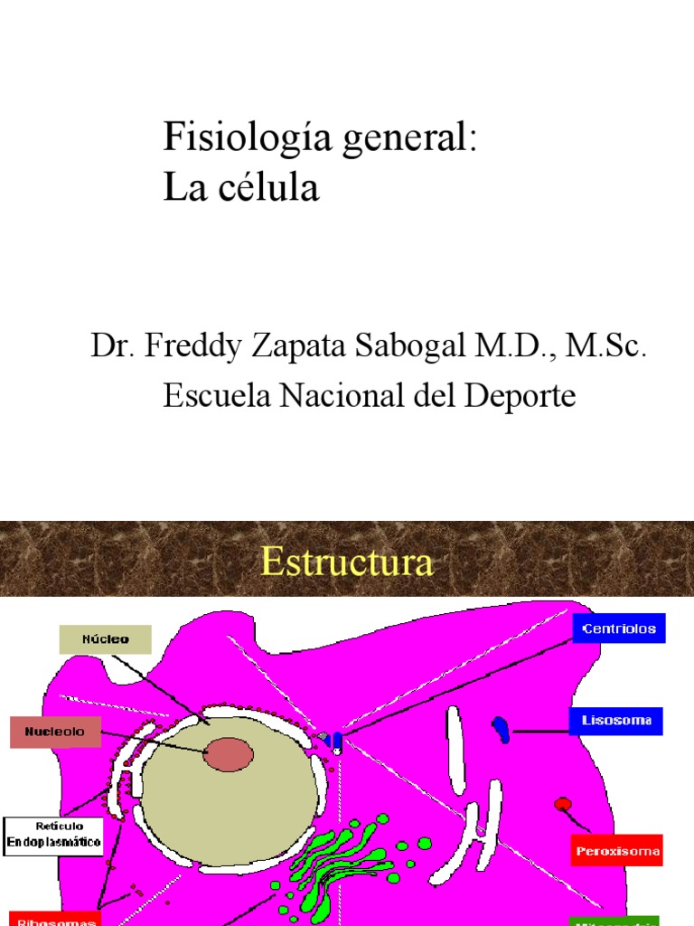 Estructura y Composición Celular | PDF